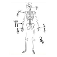 BioDesk -Soorten gewrichten